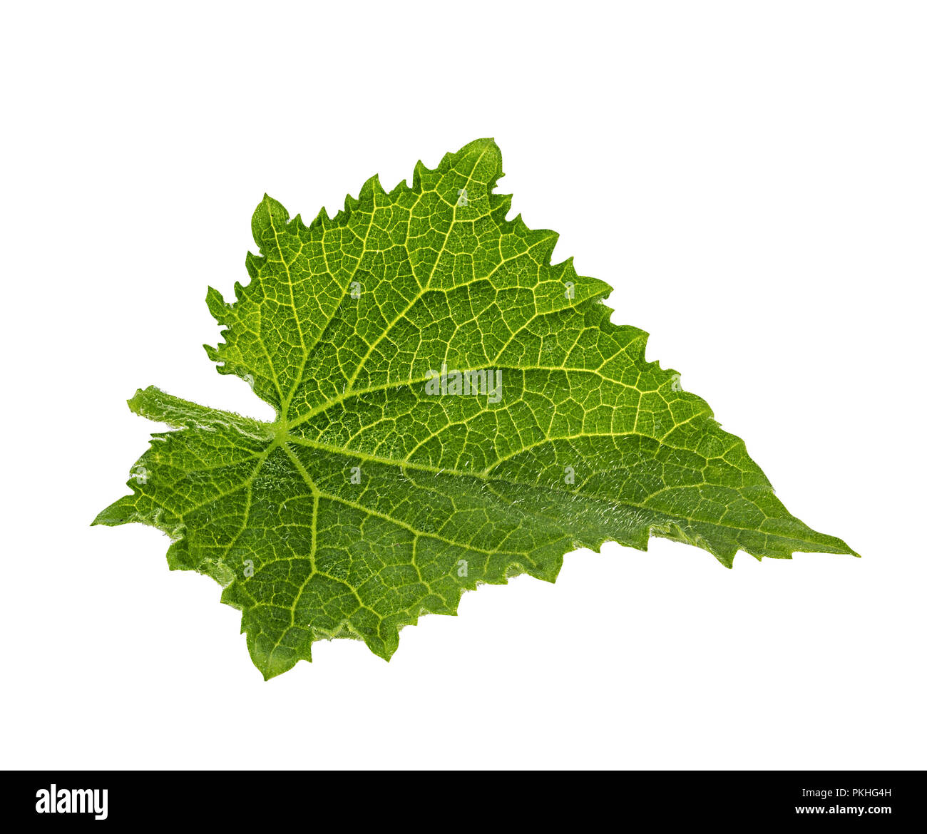 Cucumber leaf isolated on white background Stock Photo - Alamy