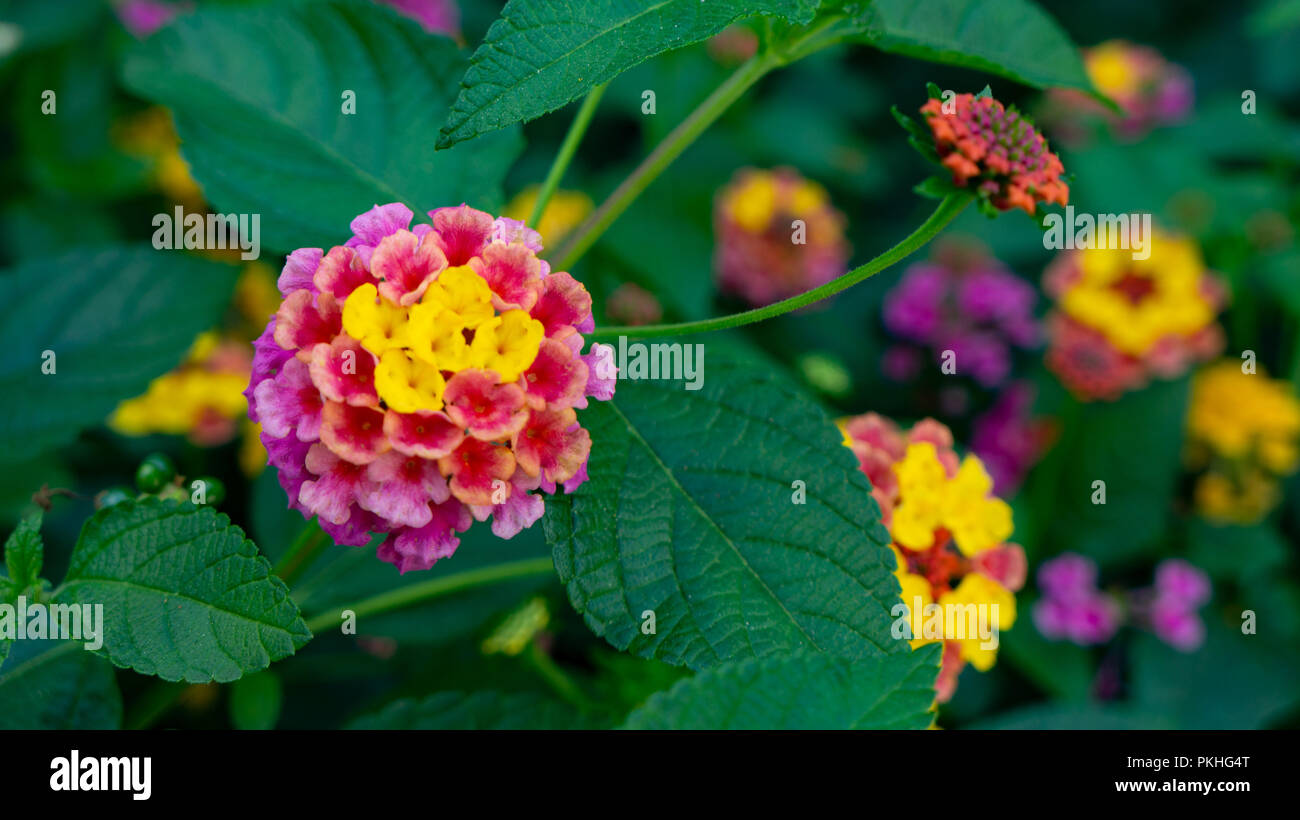 popping colorful bloom not sure what type of flower but its an eye ...