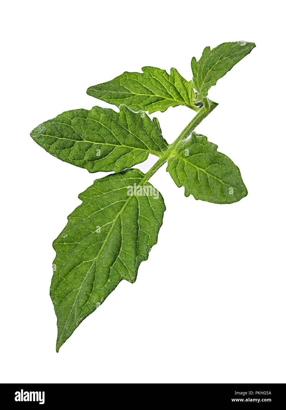 tomato leaf isolated on white background Stock Photo - Alamy