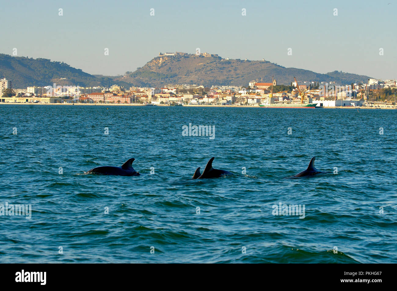 Dolphins in the Sado river. Setúbal, Portugal Stock Photo - Alamy