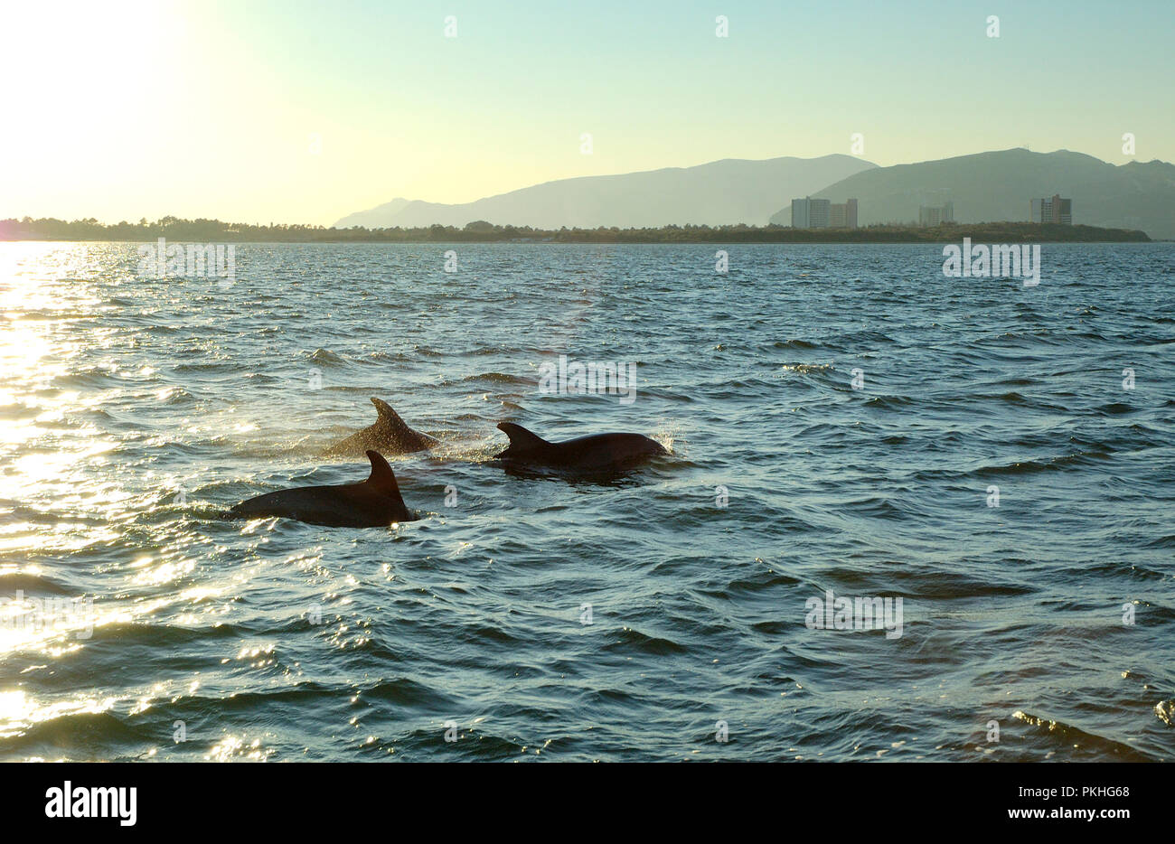 Dolphins in the Sado river. Setúbal, Portugal Stock Photo - Alamy