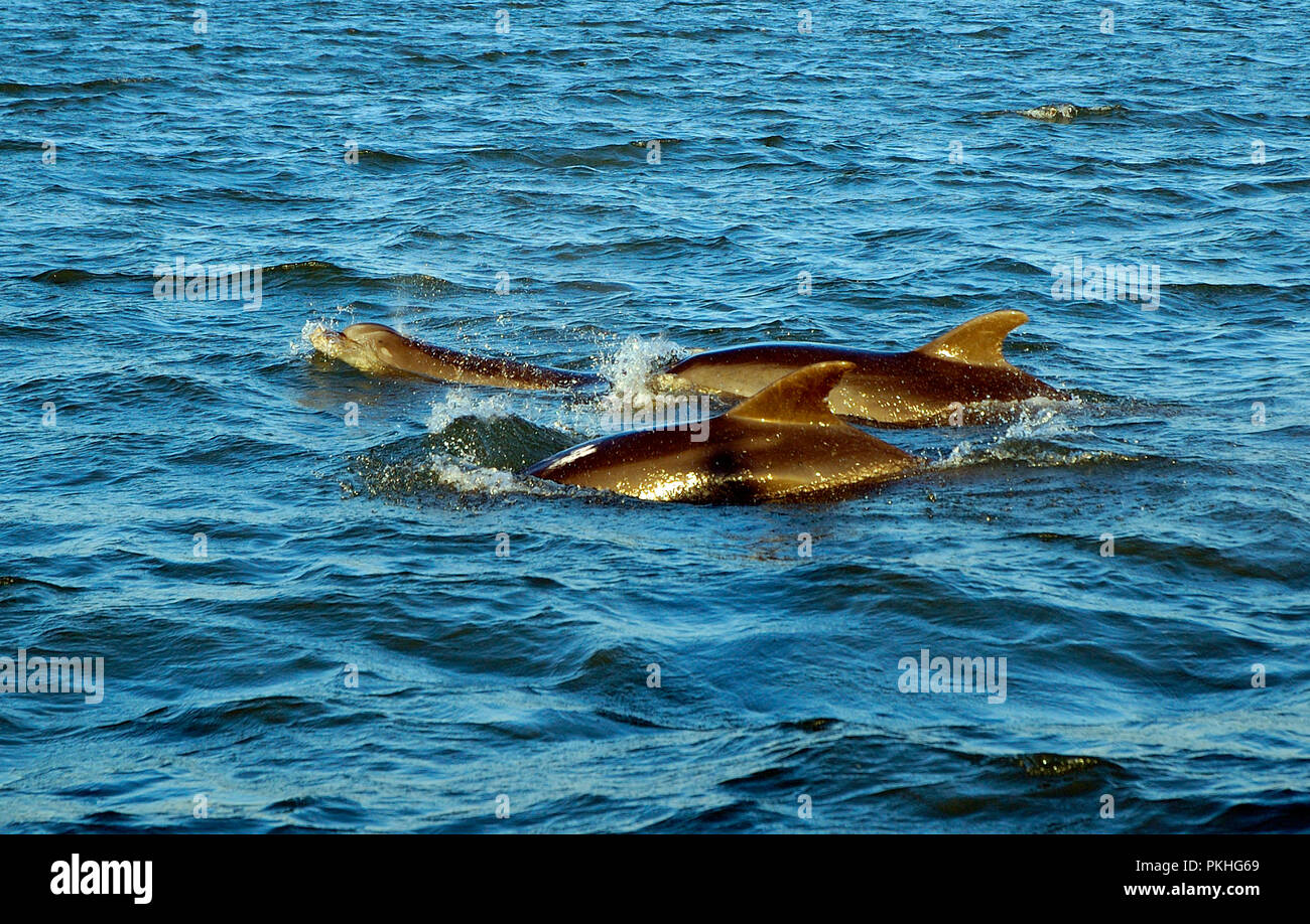Dolphins in the Sado river. Setúbal, Portugal Stock Photo - Alamy