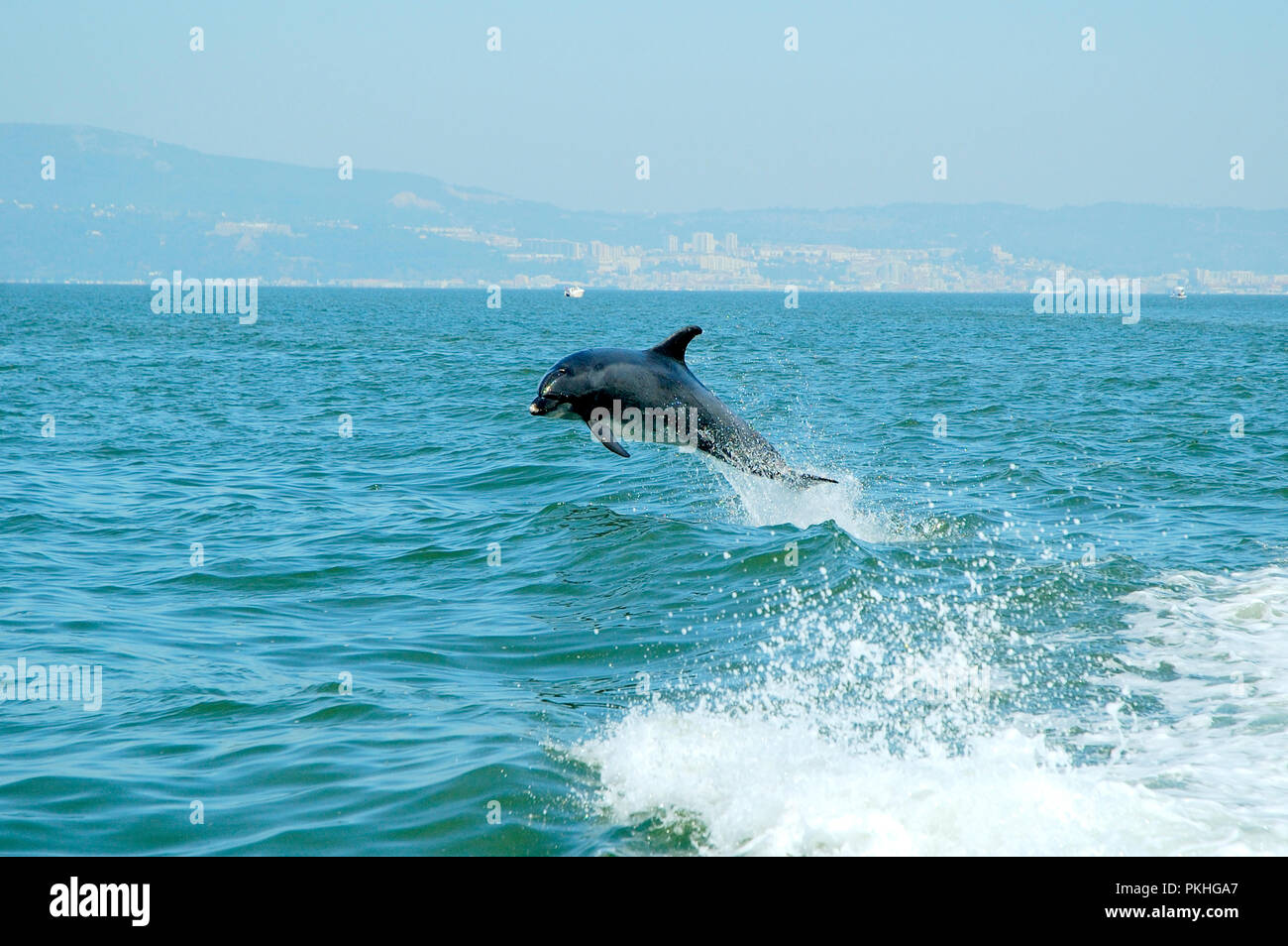 Dolphins in the Sado river. Setúbal, Portugal Stock Photo - Alamy