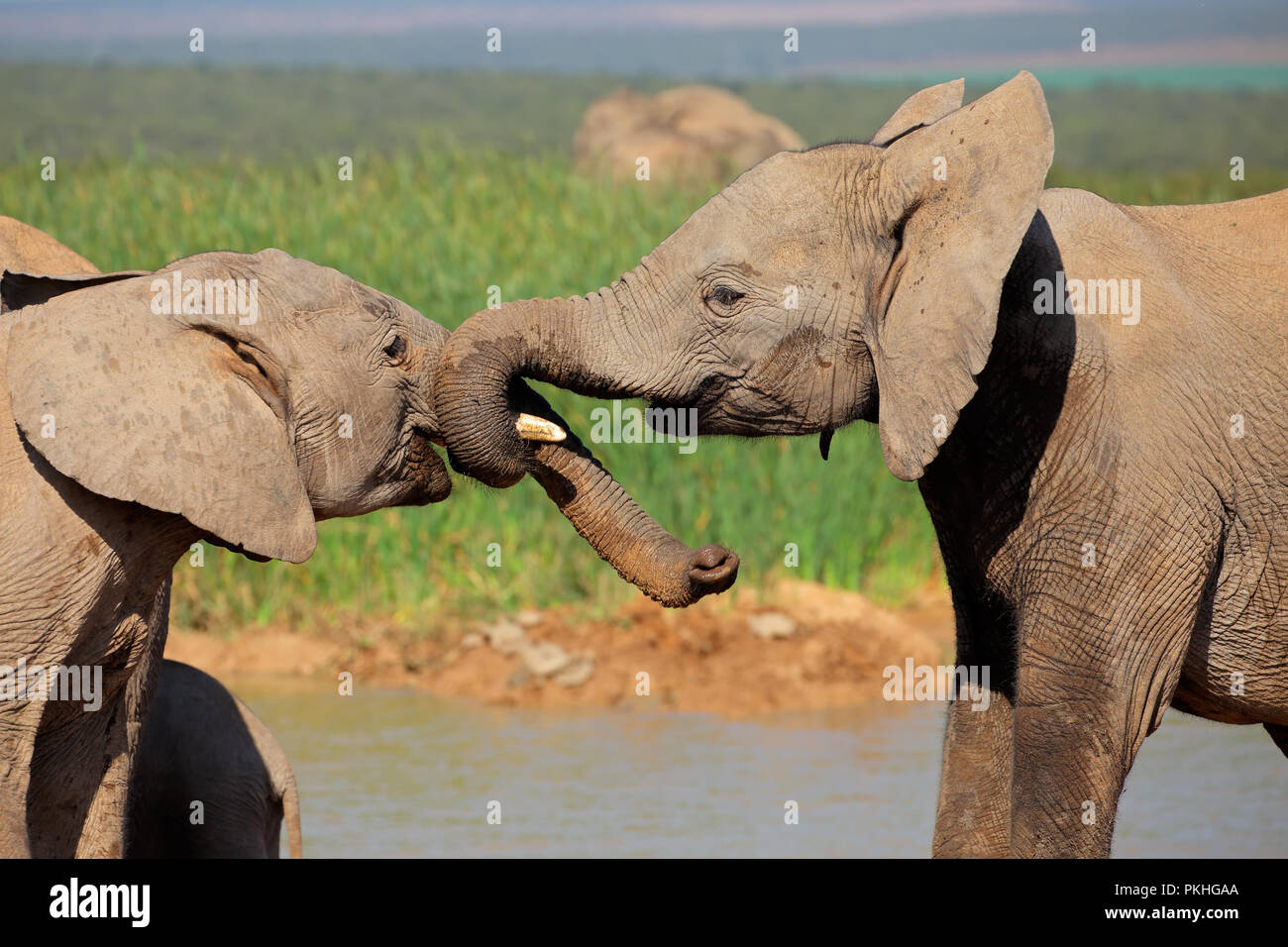 Two elephants elephant hi-res stock photography and images - Alamy