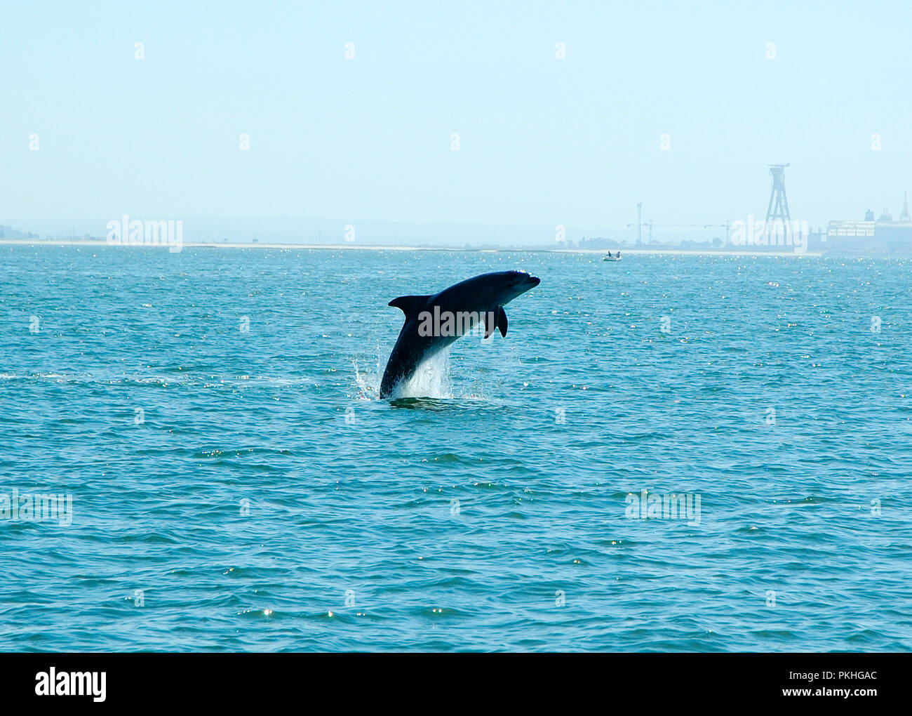 Dolphins in the Sado river. Setúbal, Portugal Stock Photo - Alamy