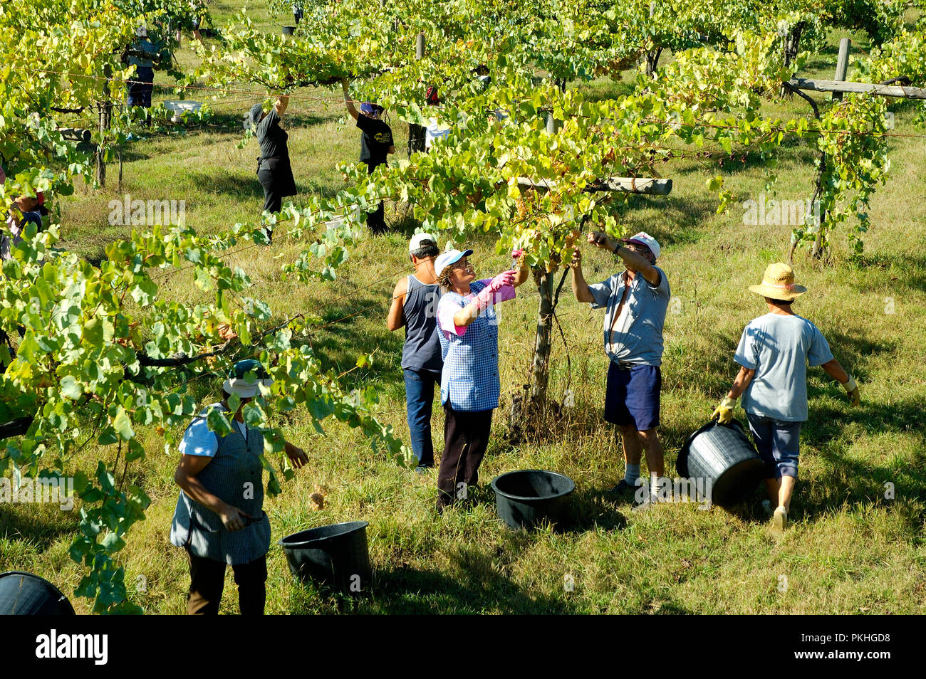 Alvarinho grapes hi-res stock photography and images - Alamy
