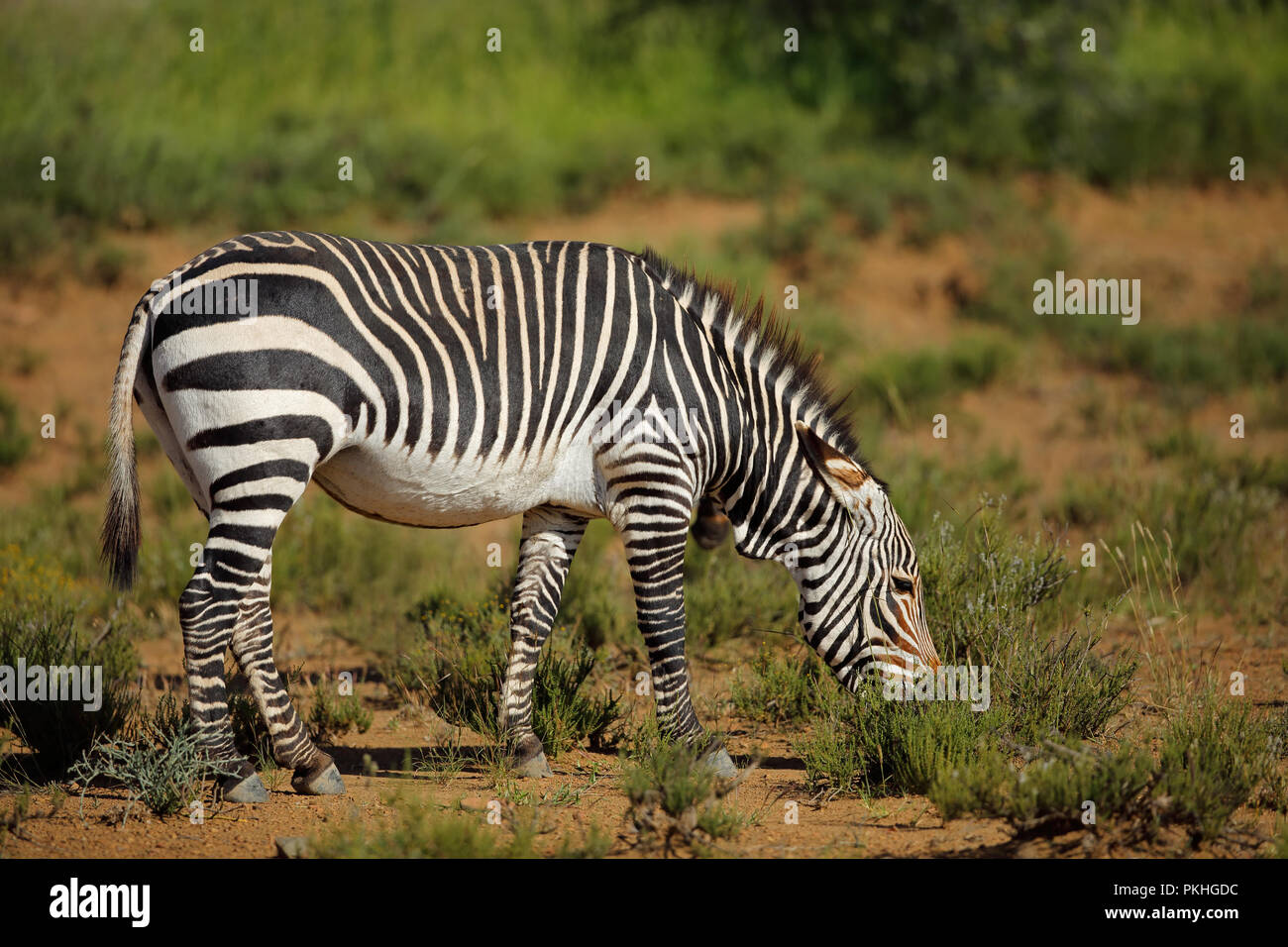 Cape mountain zebra (Equus zebra) in natural habitat, Mountain Zebra ...
