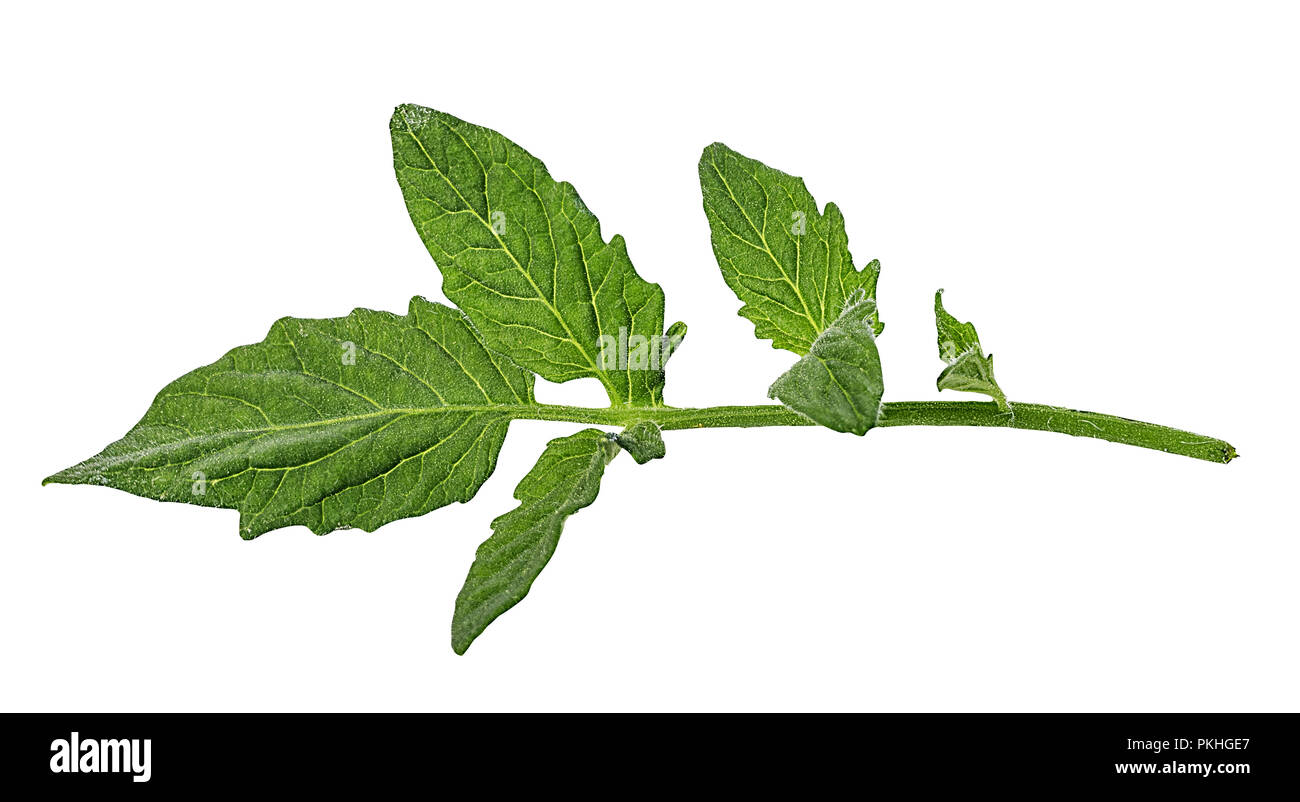 tomato leaf isolated on white background Stock Photo - Alamy