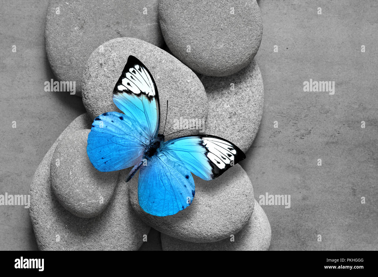 Light grey butterfly hi-res stock photography and images - Alamy