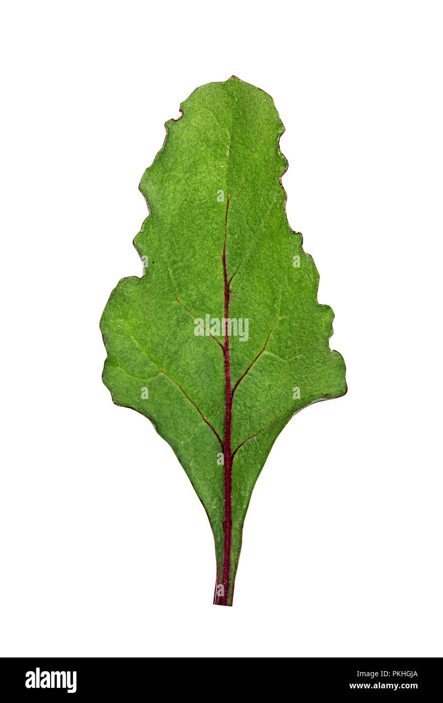 Beetroot leaves hi-res stock photography and images - Alamy