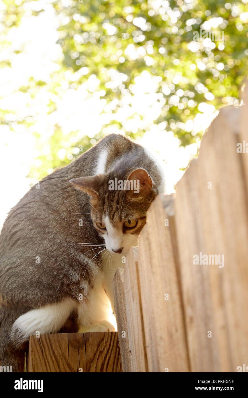 Cat fencepost hi-res stock photography and images - Alamy