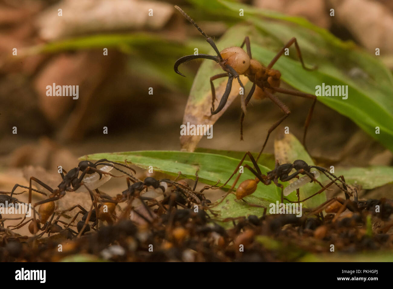 Army ants swarm across the forest floor in huge numbers. This is Eciton ...