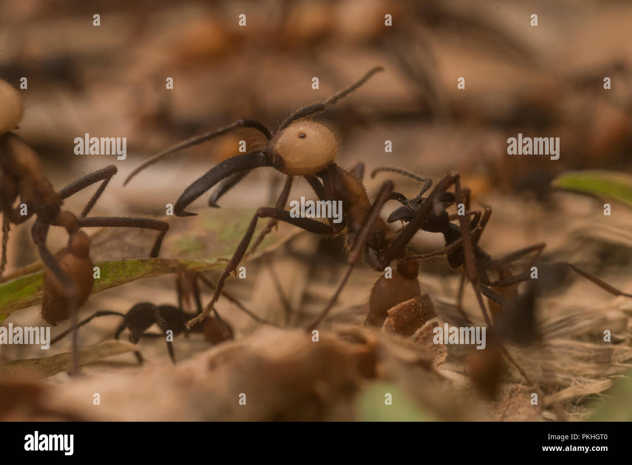 Army ants swarm across the forest floor in huge numbers. This is Eciton ...