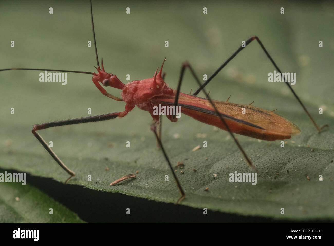A red assassin bug from Los Amigos Biological station in Peru Stock ...