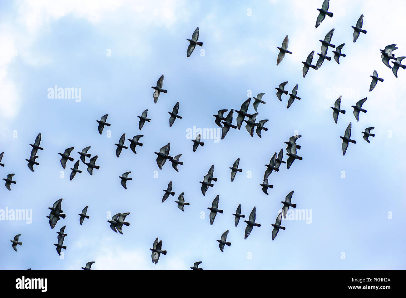 Flock wild pigeons against sky hi-res stock photography and images - Alamy