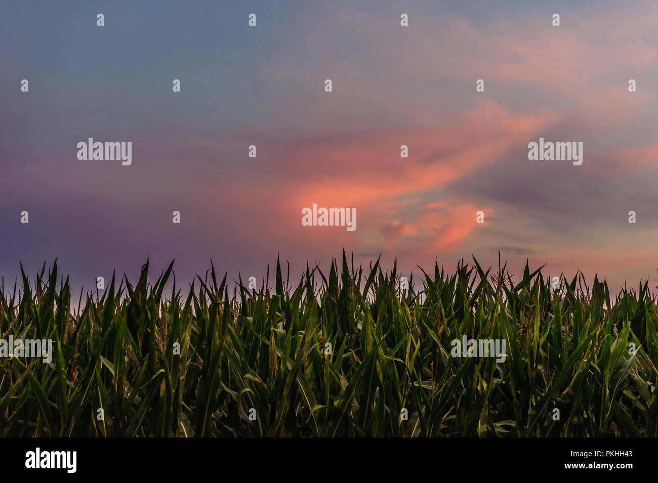 Corn growing during sunset hi-res stock photography and images - Alamy