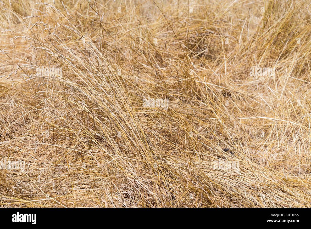 Messy grass hi-res stock photography and images - Alamy