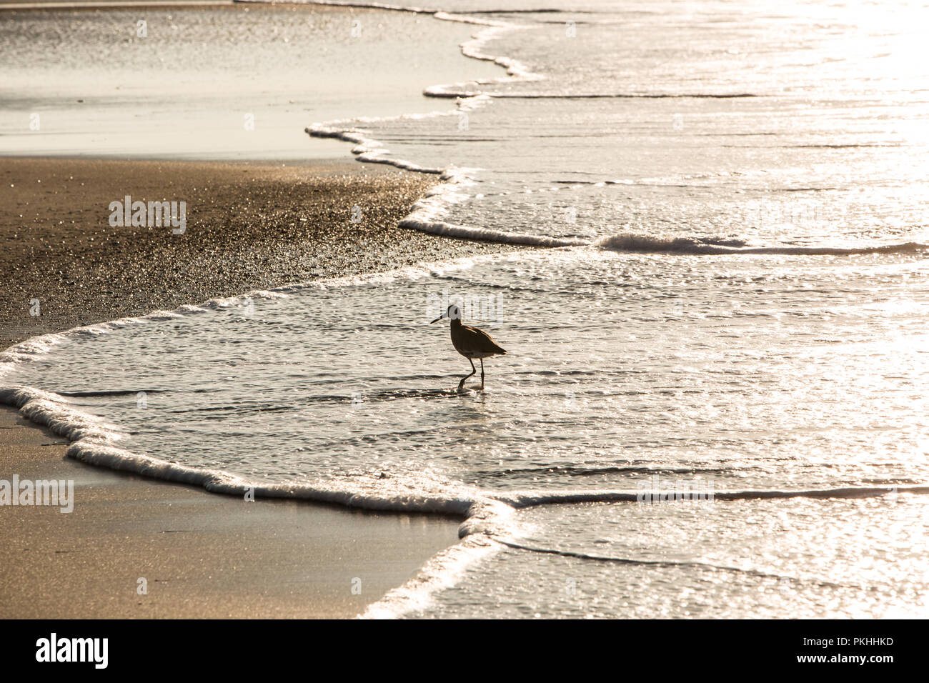 Coastal bird in silhouette at beach tide Stock Photo - Alamy