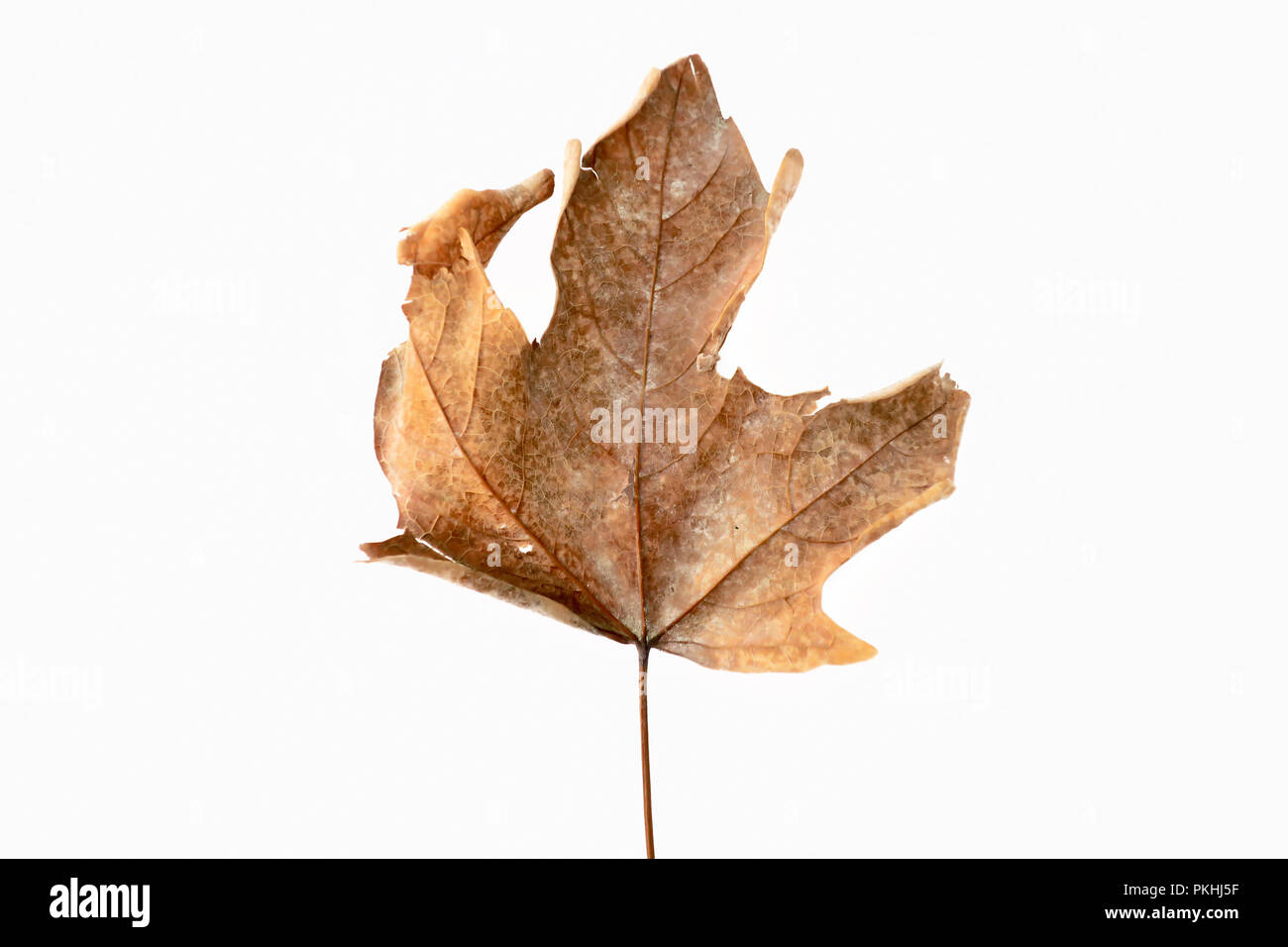 Autumn curled brown leaf hi-res stock photography and images - Alamy