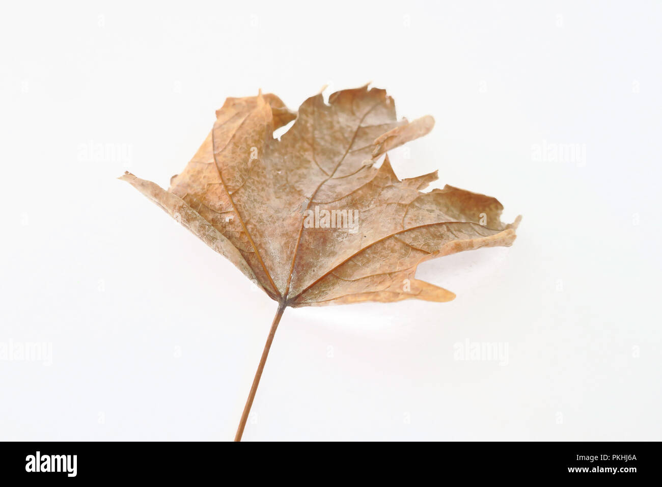A curled, dried maple leaf on a white background Stock Photo - Alamy
