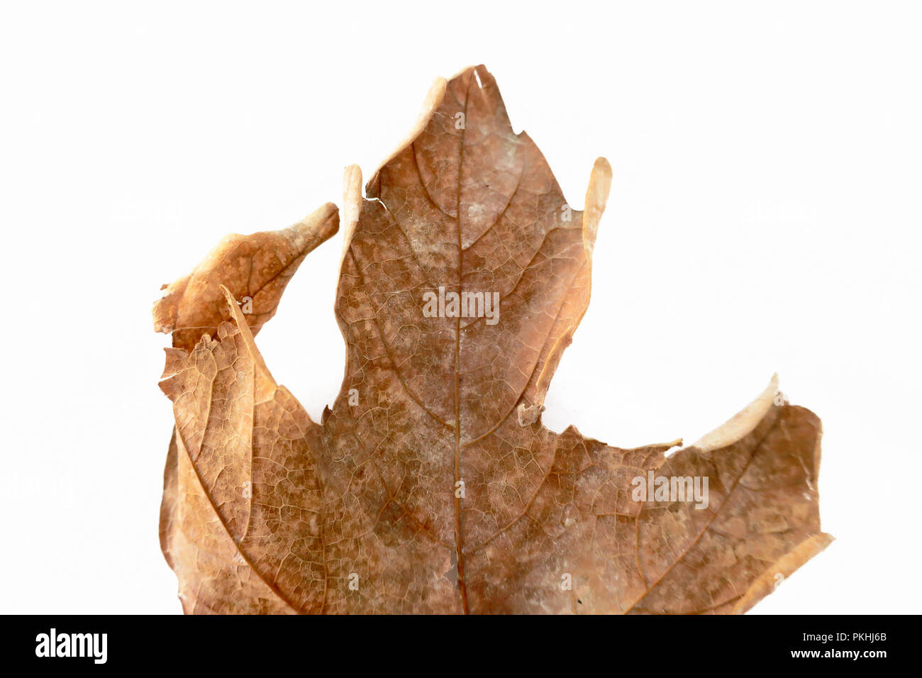 A curled, dried maple leaf on a white background Stock Photo - Alamy