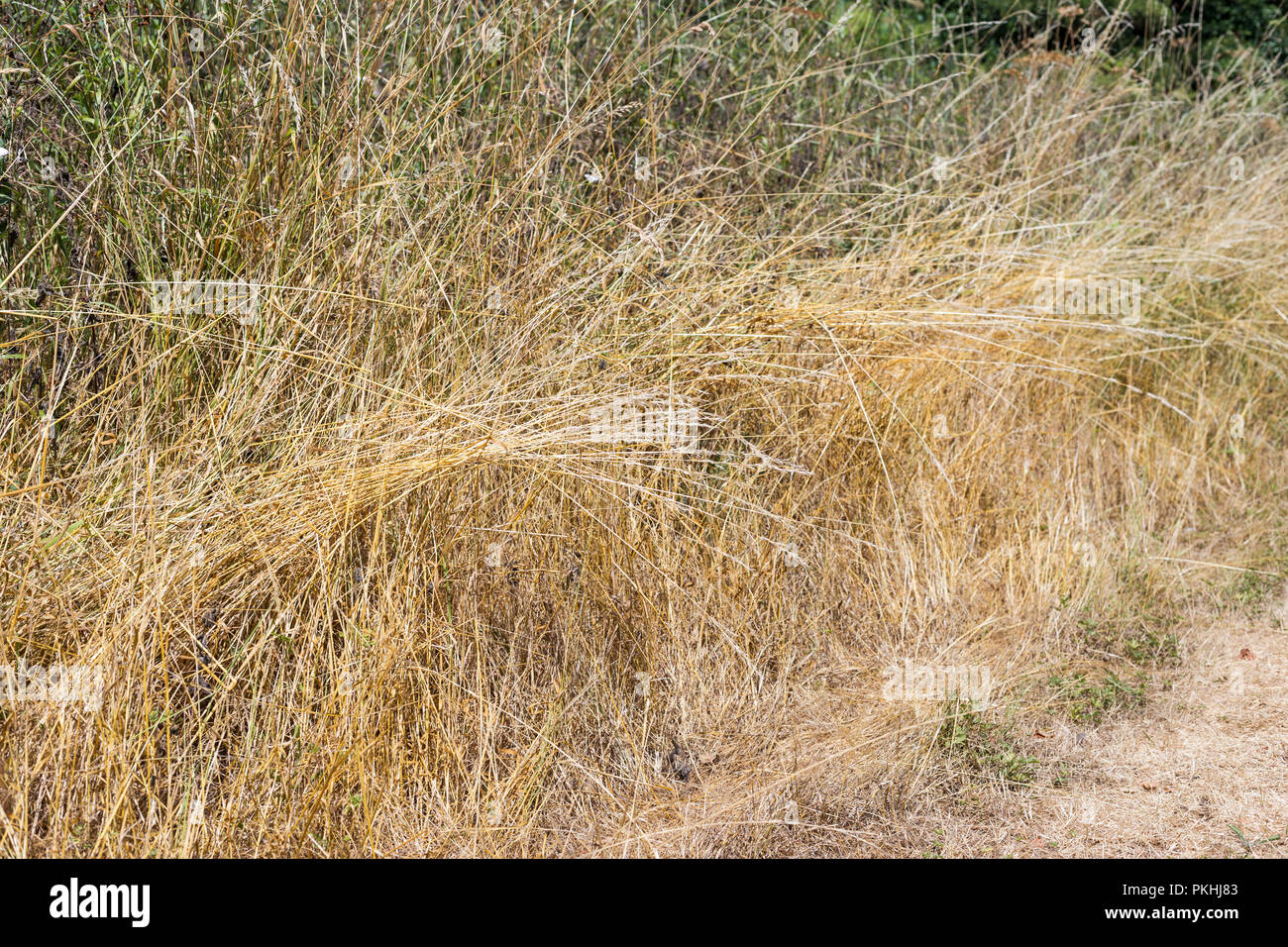 Dead Grass Stems High Resolution Stock Photography and Images - Alamy