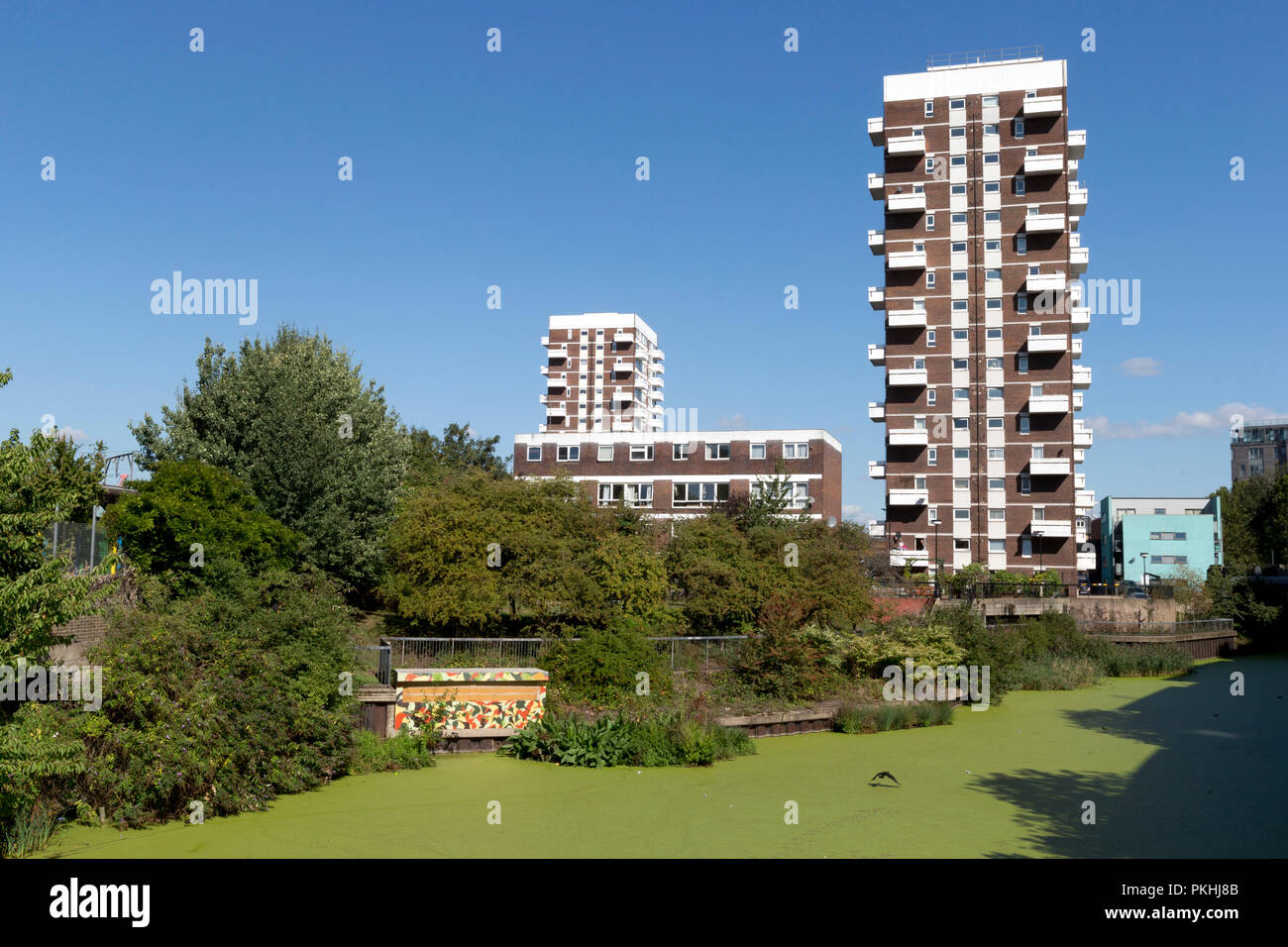 Duckweed and algae on the Regents canal near Limehouse basin, with ...