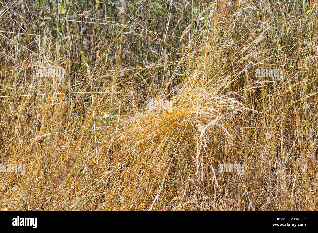 Smashed grass hi-res stock photography and images - Alamy