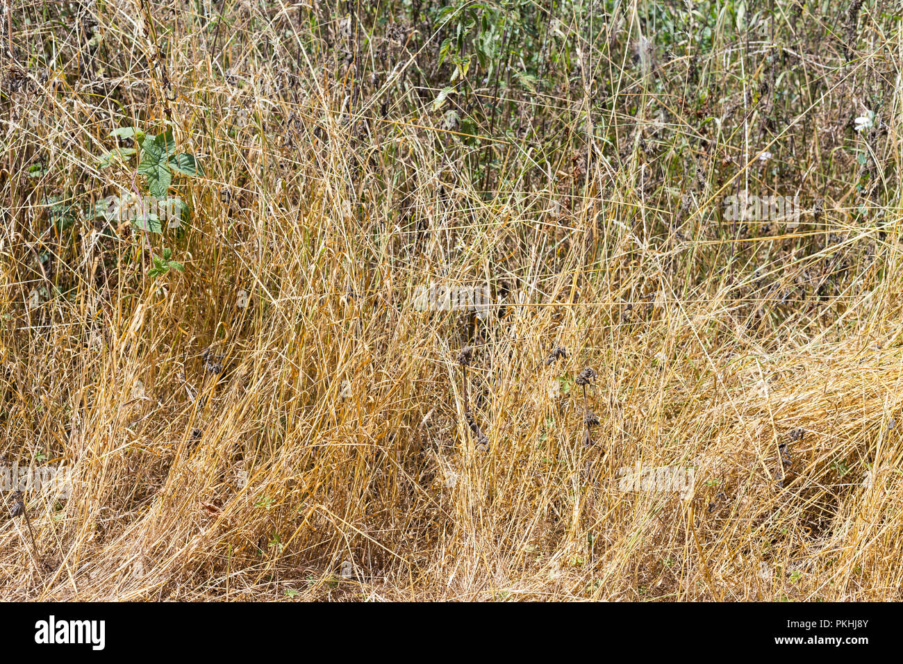 Messy grass hi-res stock photography and images - Alamy