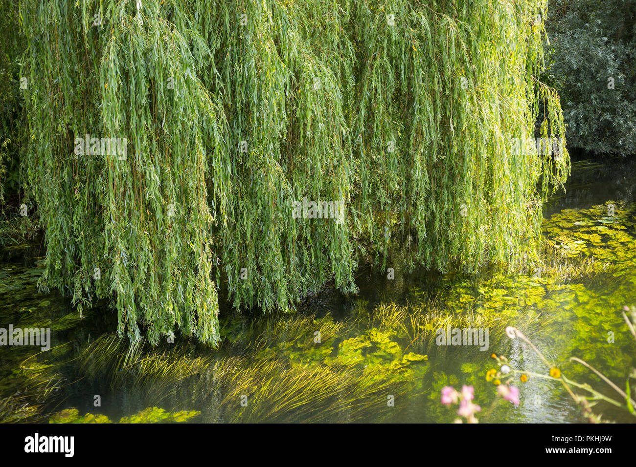 Weeping willow branches hi-res stock photography and images - Alamy
