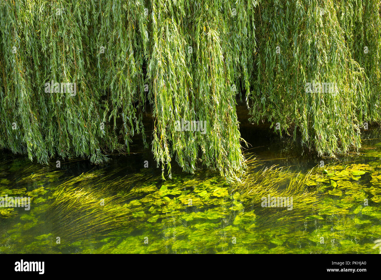 Weeping willow tree over water hi-res stock photography and images - Alamy