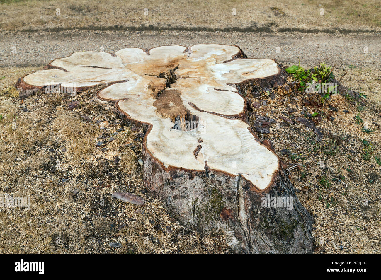 Tree stump from above hi-res stock photography and images - Alamy
