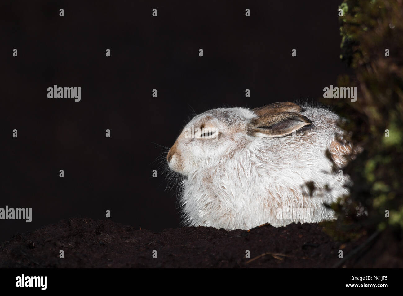 Hare sleep hi-res stock photography and images - Alamy