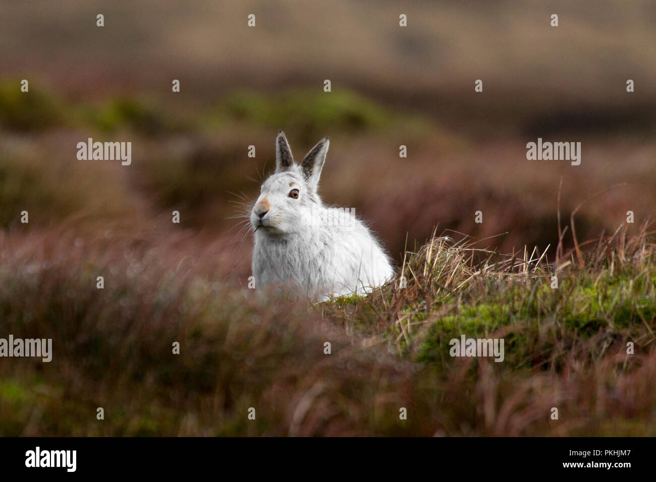 A mountain hare in white winter coat stands out against the moorland ...