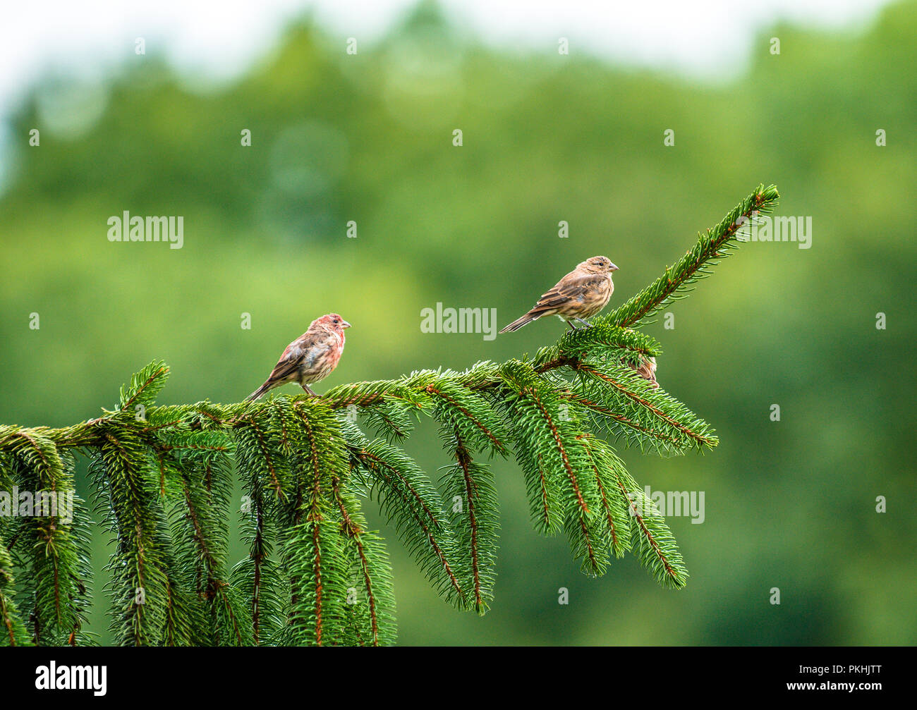Red Tailed Finch High Resolution Stock Photography and Images - Alamy