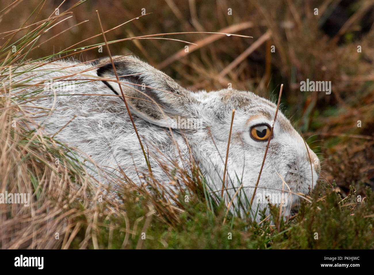 A mountain hare in white winter coat stands out against the moorland ...