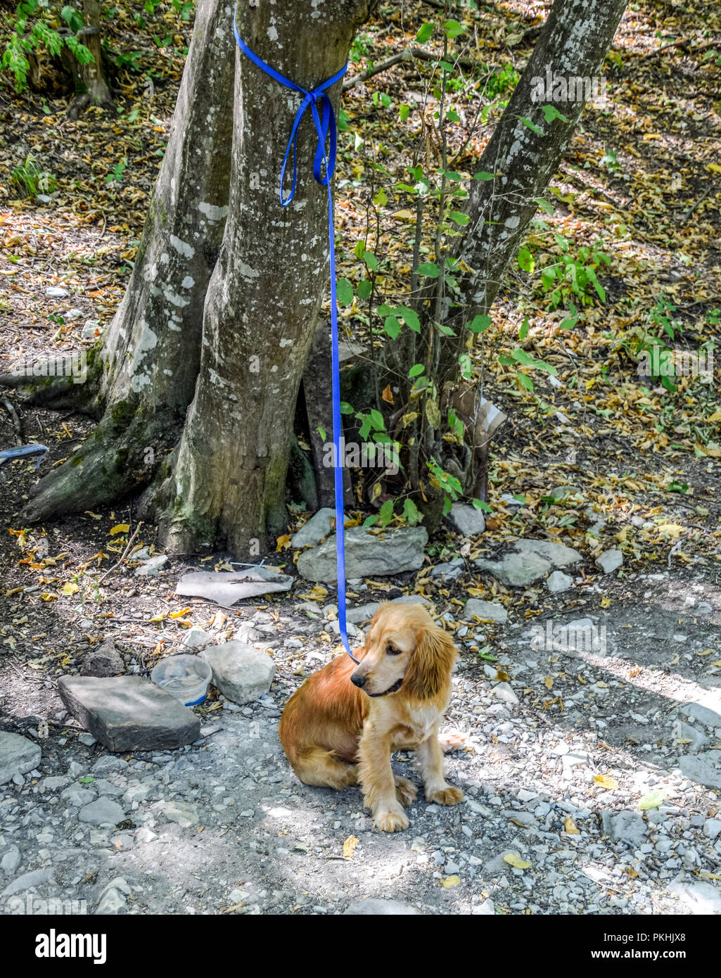 Red dog on a leash tied to the trunk of a tree Stock Photo - Alamy