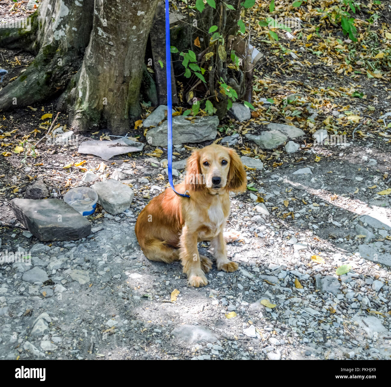 Red dog on a leash tied to the trunk of a tree Stock Photo - Alamy