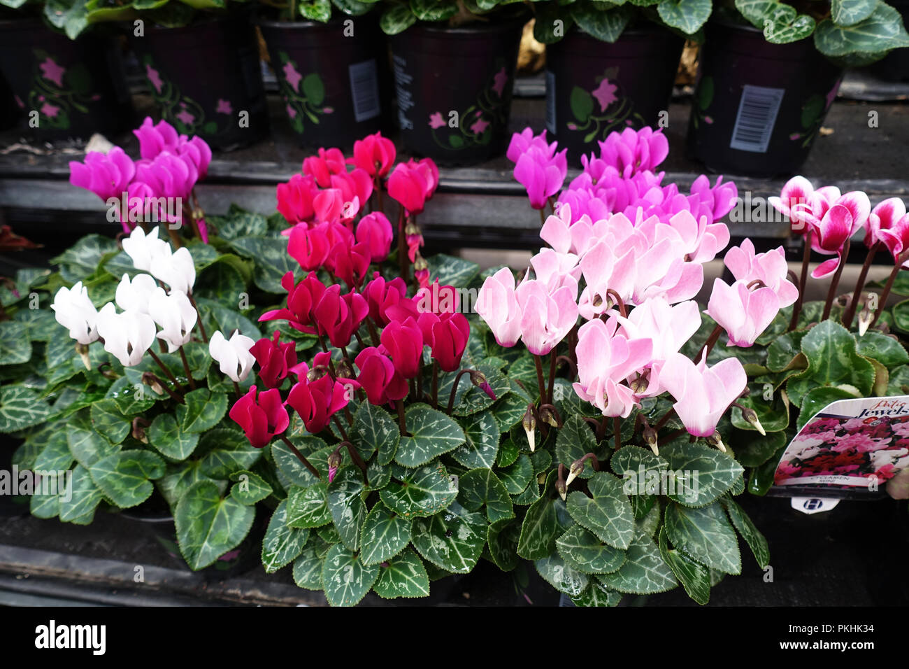 Cyclamens hi-res stock photography and images - Alamy