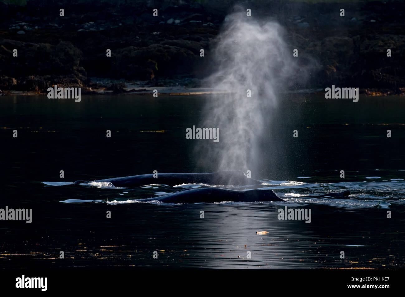 Humpback whales cooperatively bubble net feed on schools of herring ...