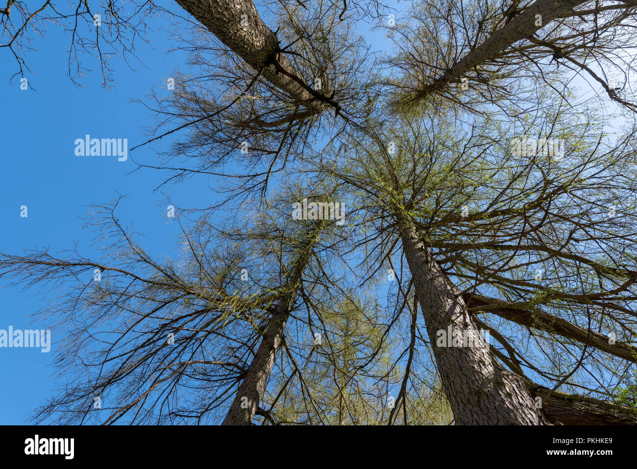 View up at sky with multiple tree branches overhead and beautiful ...