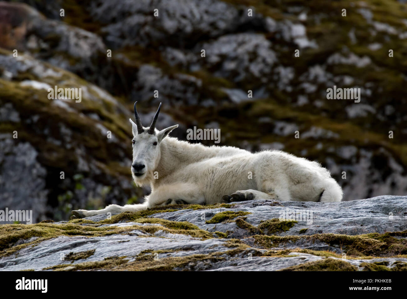 Goat rocks wilderness hi-res stock photography and images - Alamy