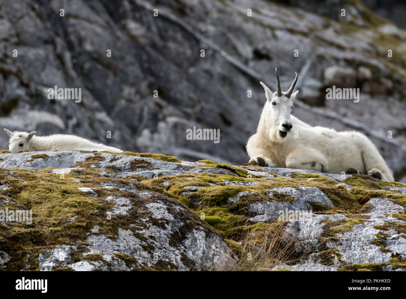 A mountain goat sits on the rocks above Tracy Arm in Southeast Alaska ...