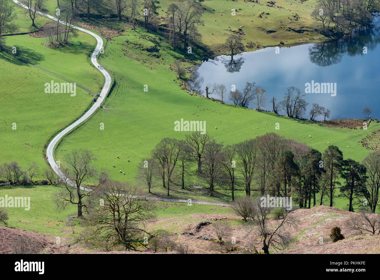 Winding road through green field with sheep and blue reflecting pond in ...