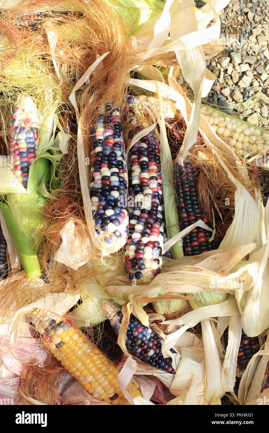 Heirloom corn hi-res stock photography and images - Alamy