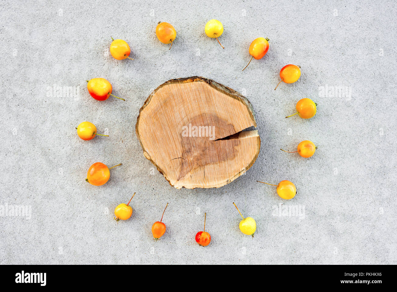 Apple tree stump with copy space surrounded by a circle of colorful ...
