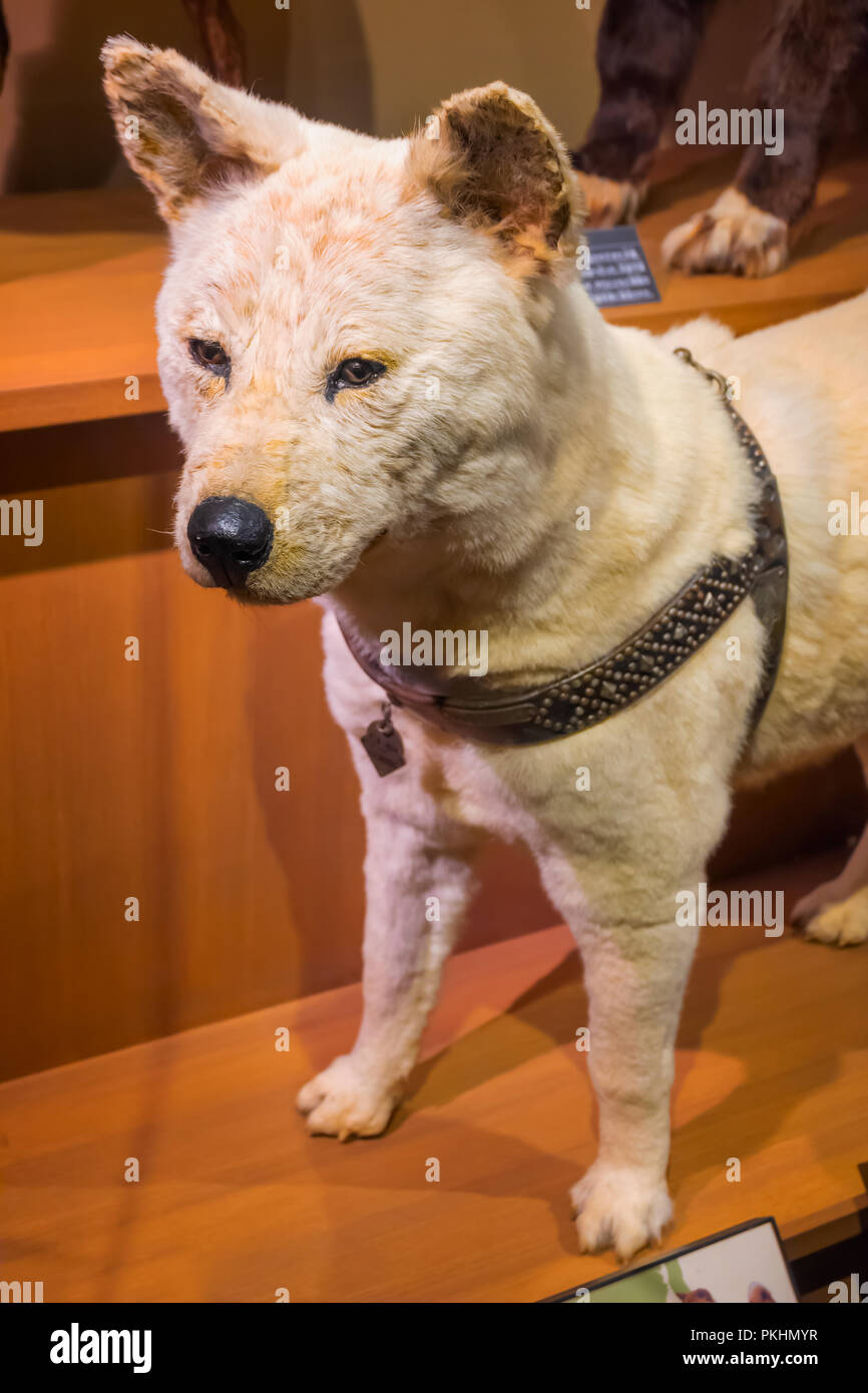 TOKYO, JAPAN - APRIL 29 2018: Hachiko, a faithful Akita Inu dog that ...