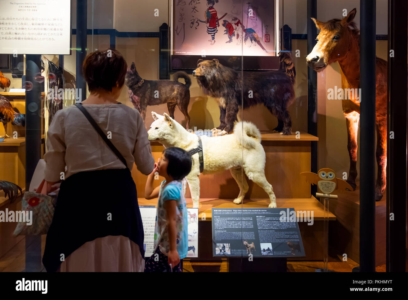 TOKYO, JAPAN - APRIL 29 2018: Stuffed fur and skin of Hachiko, a ...