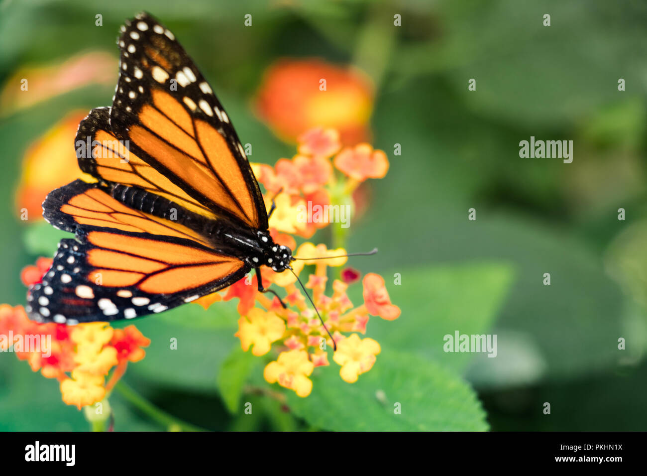 Monarch Butterfly - Common Tiger female on a flower - Green Background ...