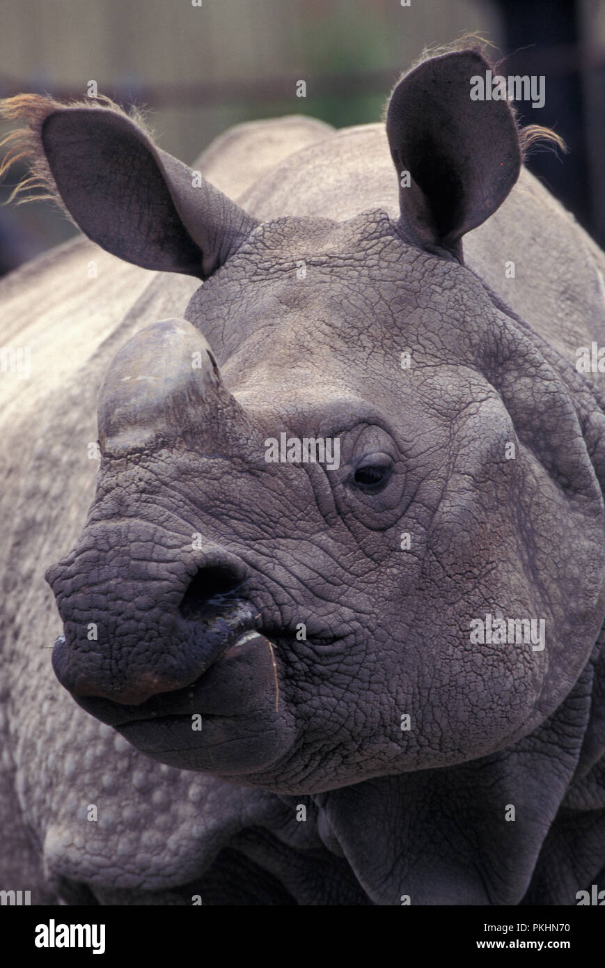 NOT 1276919 GREAT INDIAN RHINOCEROS Rhinoceros unicornis aka asian ...